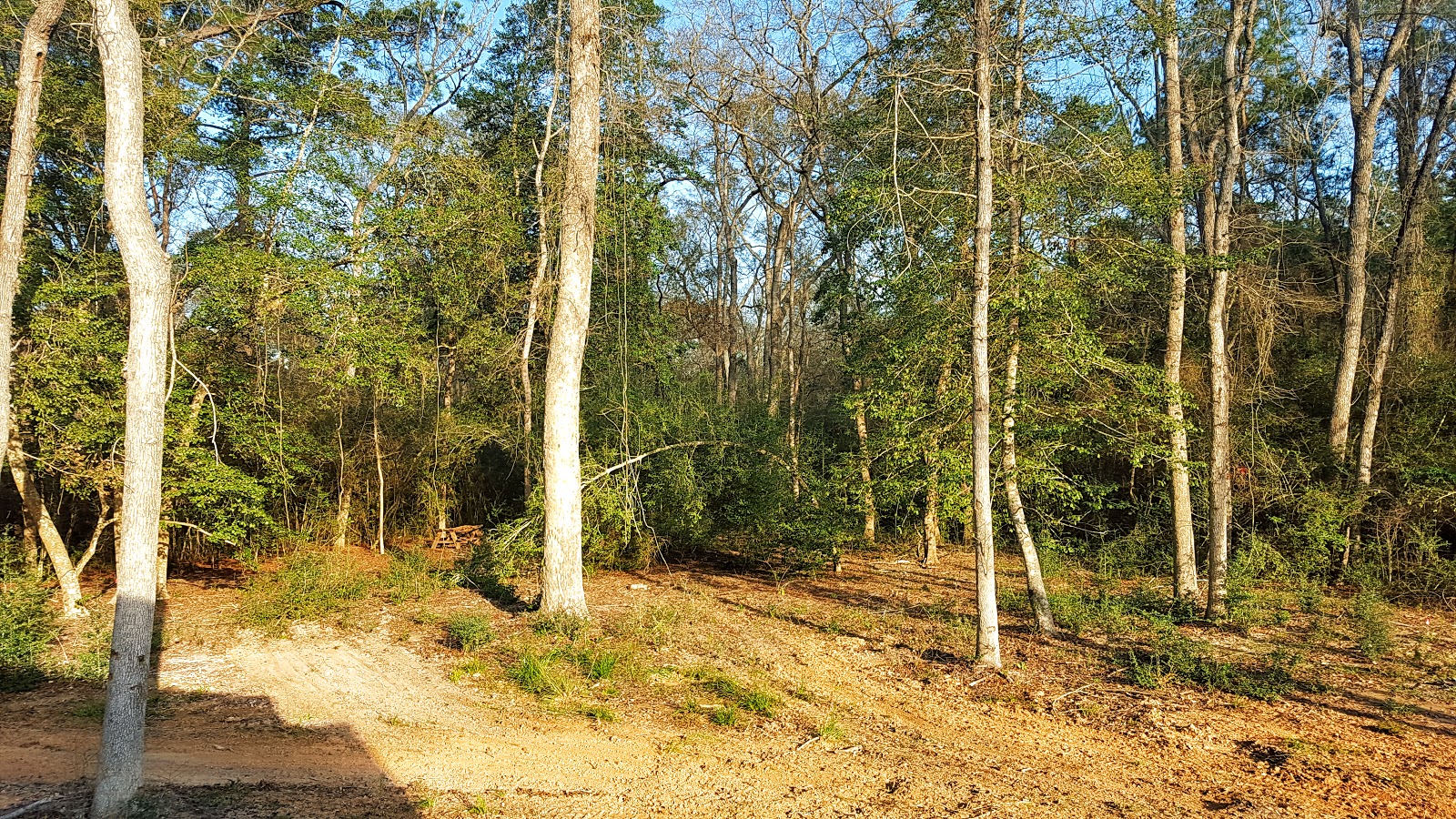 Leaning Oak: January 2016