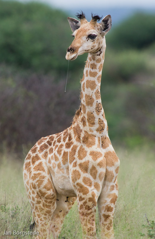 Fotografie - Wildlifephotography: "Zarāfa" - Giraffe auf arabisch und ...