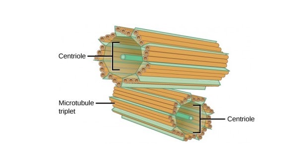 Definisi, Fungsi, dan Struktur Sentriol - wawasan edukasi