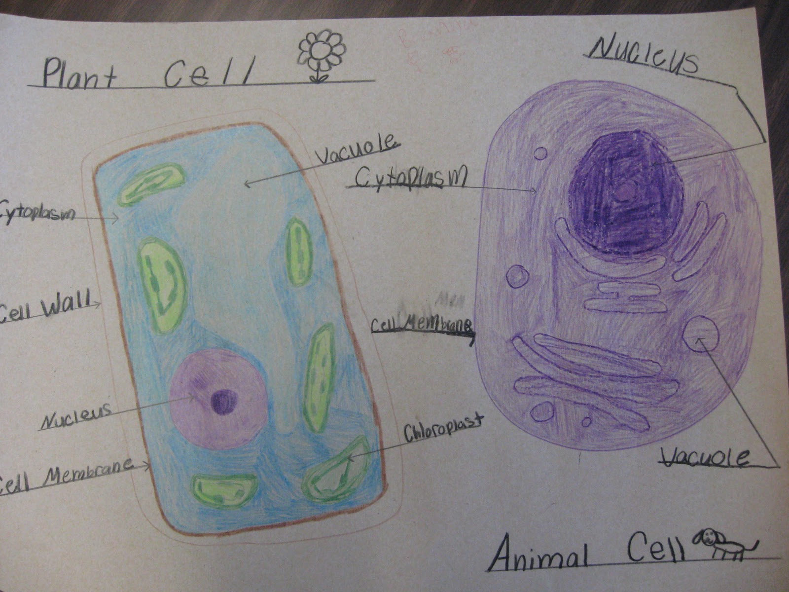 Third Grade Smarties!: Animal and Plant Cells