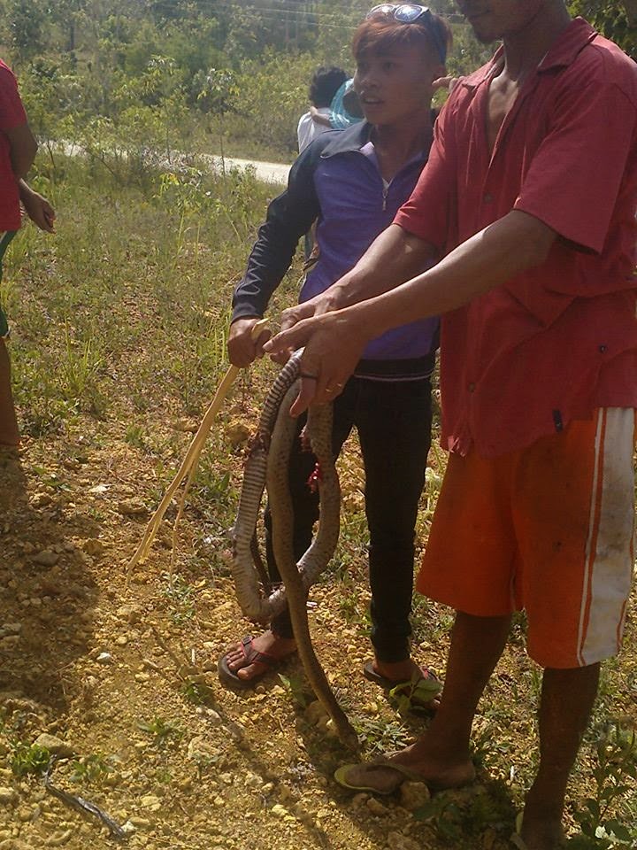 NEWS: KING COBRA ( Banakon) @ CATIGBI-AN, BOHOL , PHILIPPINES