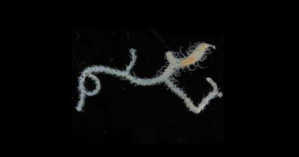 Real Monstrosities: Branching Sponge Worm