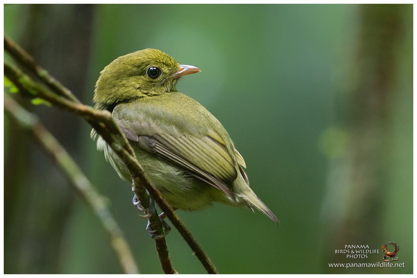 Featured Species: Red-capped Manakin (Ceratopipra mentalis)