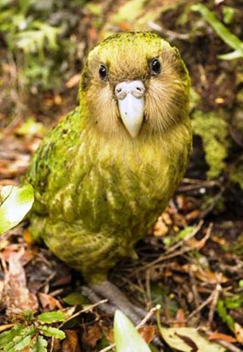 Interesting Amazing World: This chubby little bird is called the Kakapo ...
