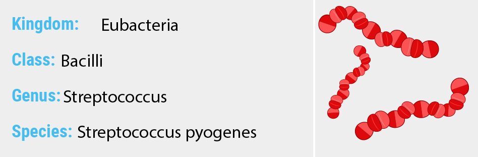 Streptococcus Spp. - Microbiology Laboratory Turkey