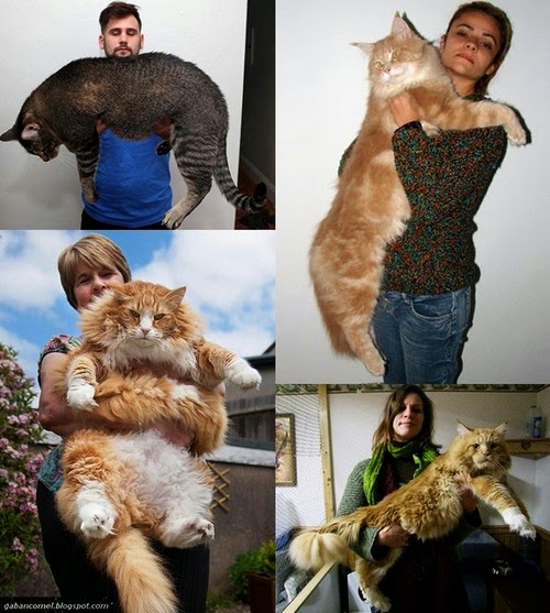 Pelik, Kucing Ini Memiliki Tubuh Badan Yang Terberat Sekali di Dunia ...