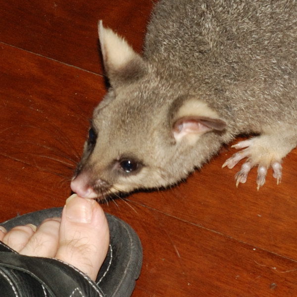 Possum TV: Toe-biting Possums