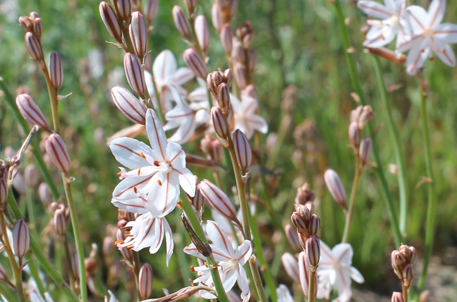 Wilde Planten: mei 2015