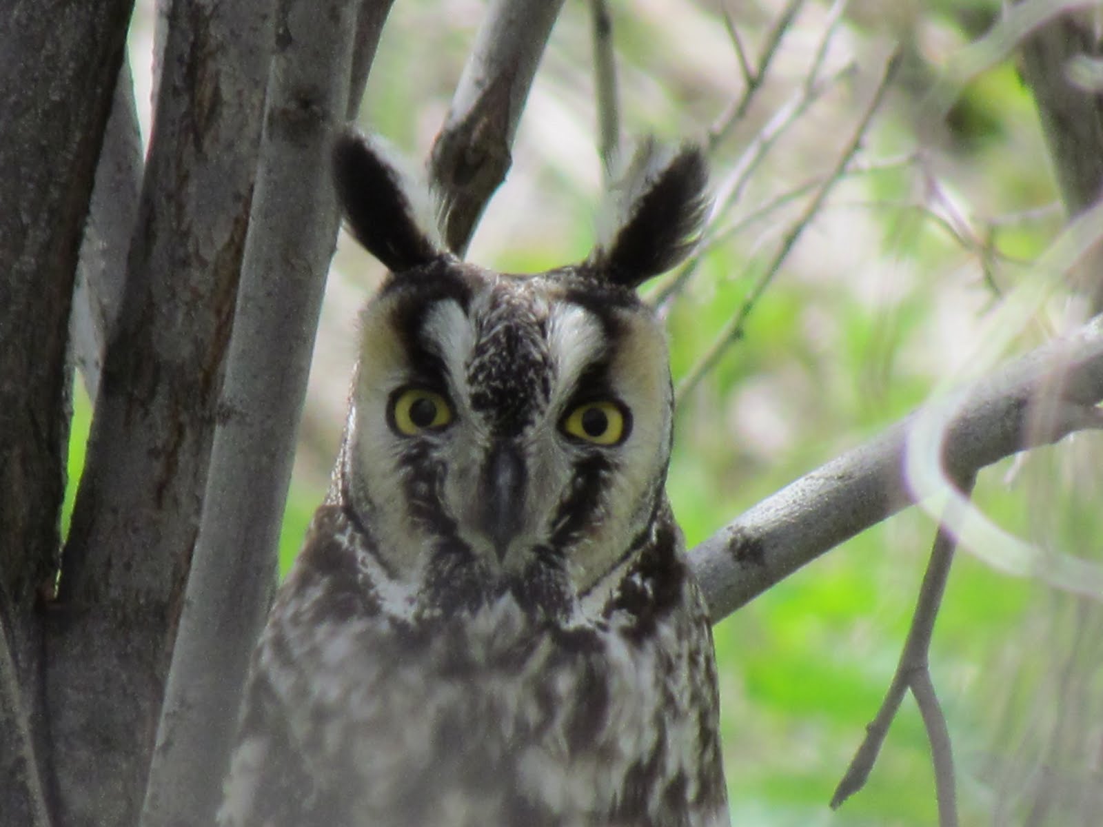 Portland Birder: Long-eared Owls