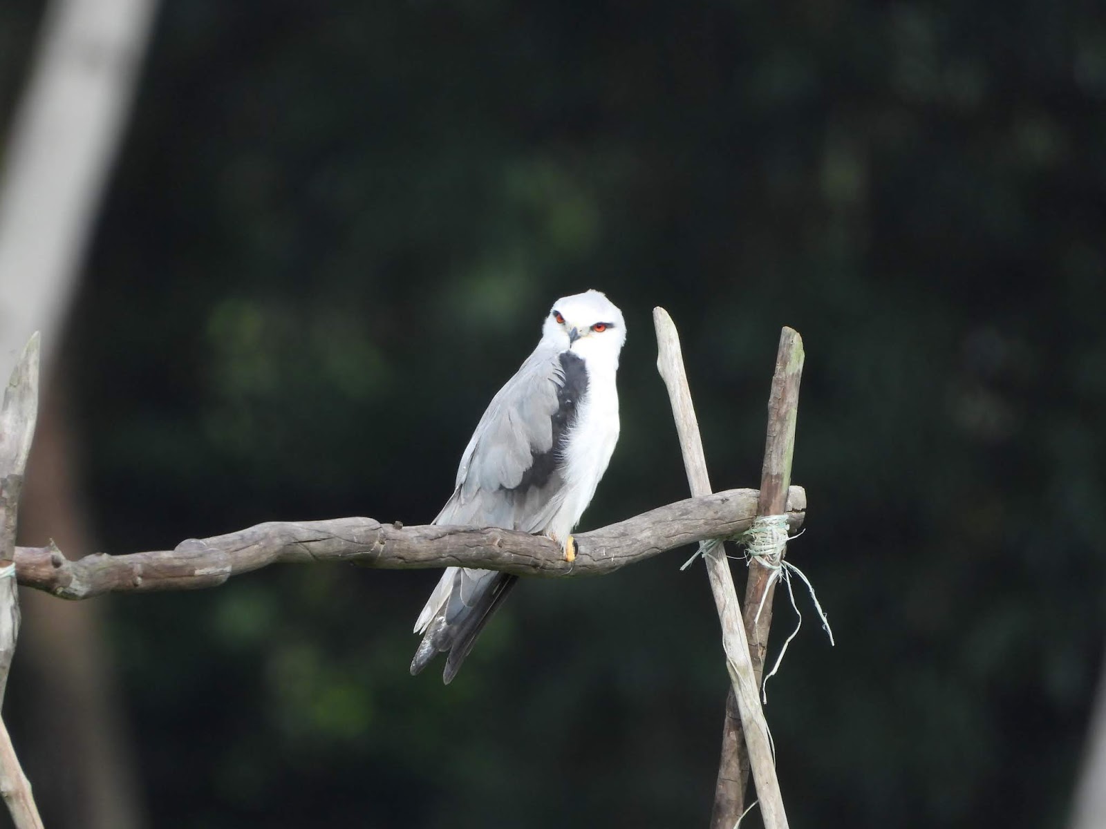 Mike is the name Birding is the game ( Birding in Malaysia - Malaysian ...