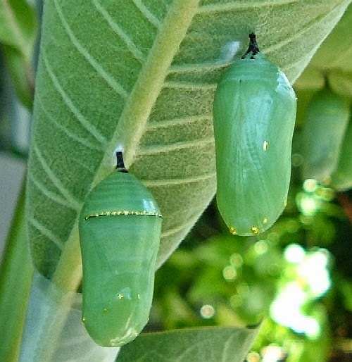 The Life of Caterpillar: Butterfly life cycle stage 3: Pupa