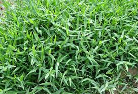 PLANTAS TOXICAS: BRACHIARIA - Brachiaria radicans (tanner-grass) - 110