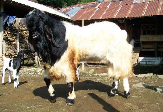 Ciri-ciri Kambing Etawa Super, Senduro dan Kaligesing | AMBILAH HIKMAH ...