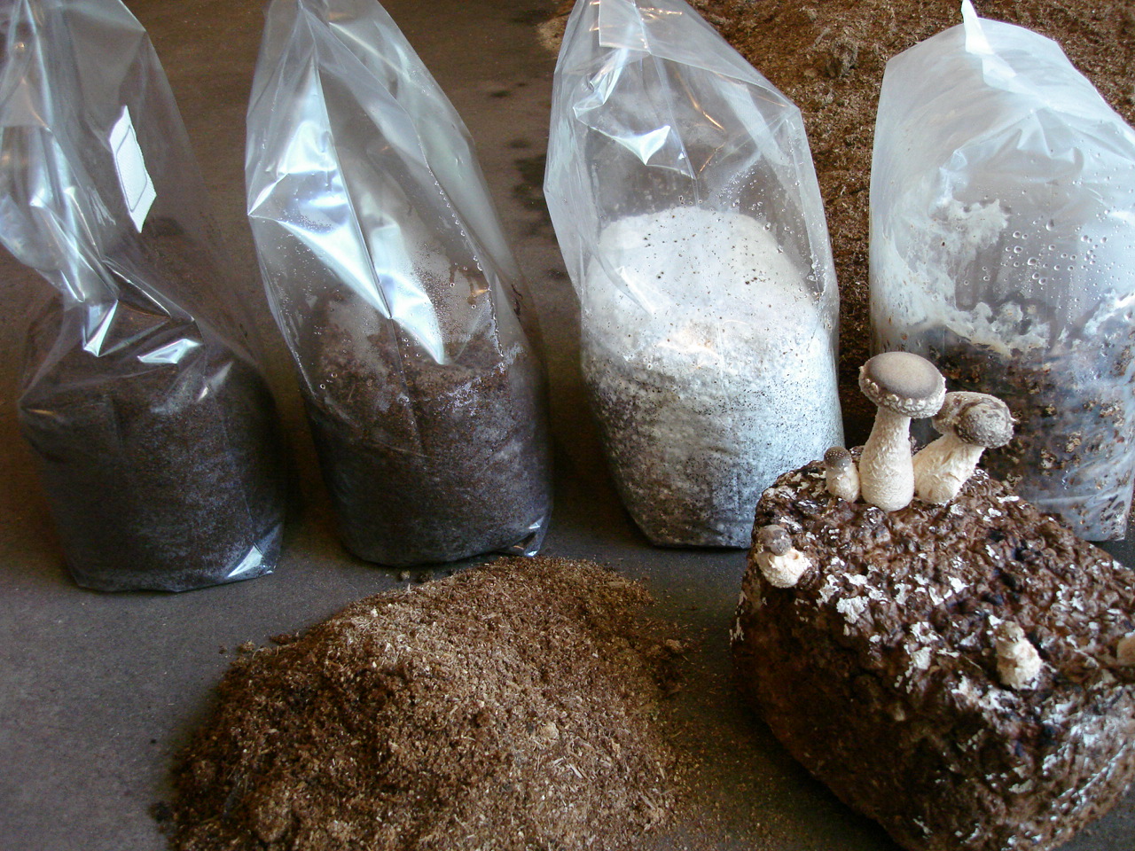 Mushrooming Together