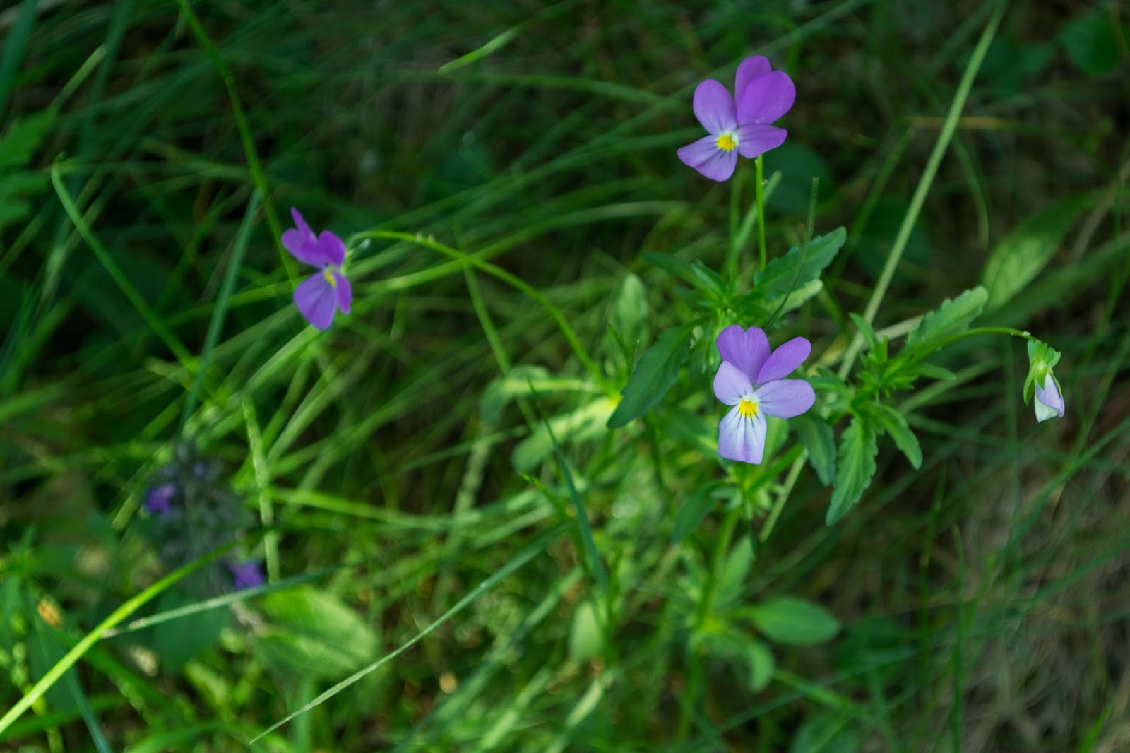 cele patru anotimpuri: Panseluță sălbatică