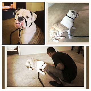 Leap Dog Training: Every Dog Deserves a happy...Tail! : Today's Lesson ...