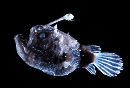 Curiosidades del Mundo: Los Peces Abisales y bioluminiscentes: los ...