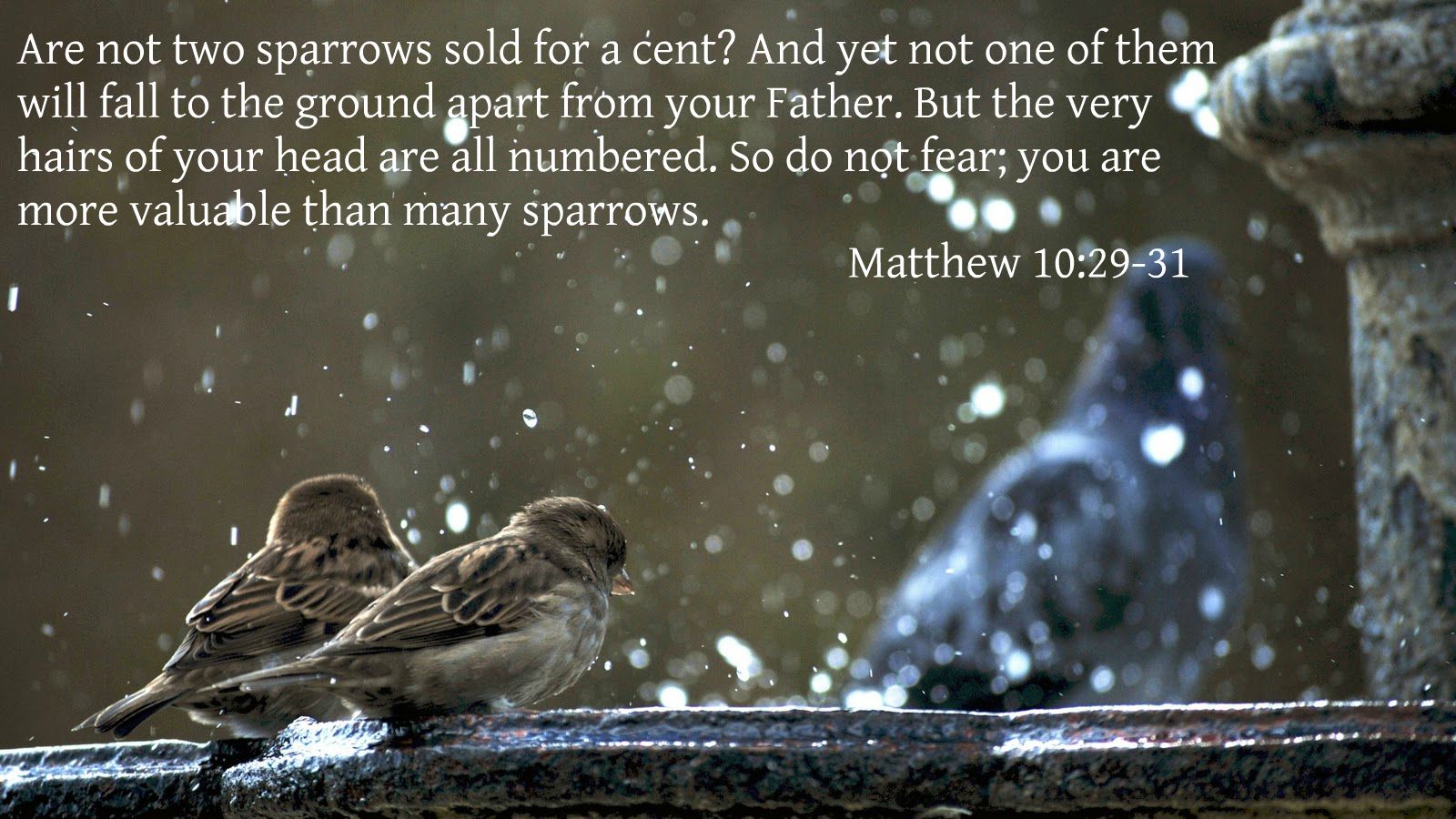Praises and Prayers: You are more valuable than many sparrows