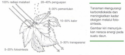 Produktivitas oksigen yang dihasilkan pohon ~ Green Database