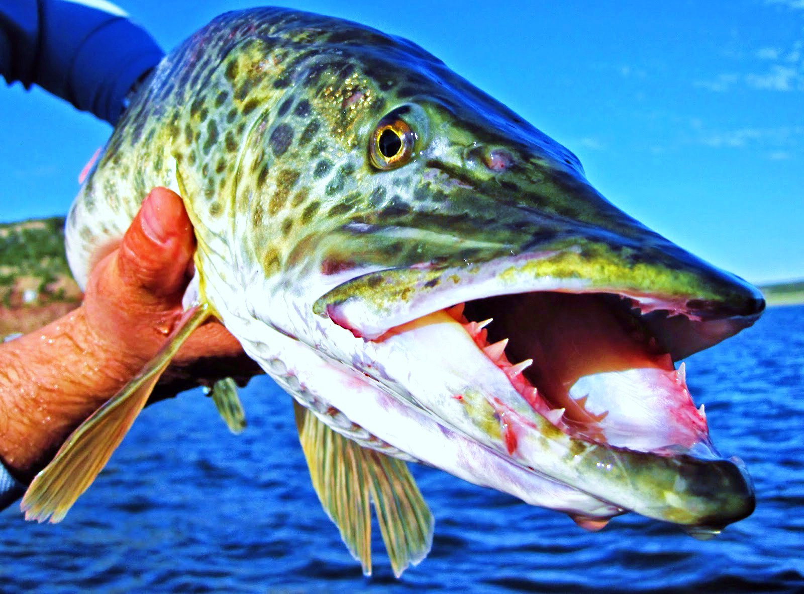 La Pesca del Musky Gigante "La Bestia"