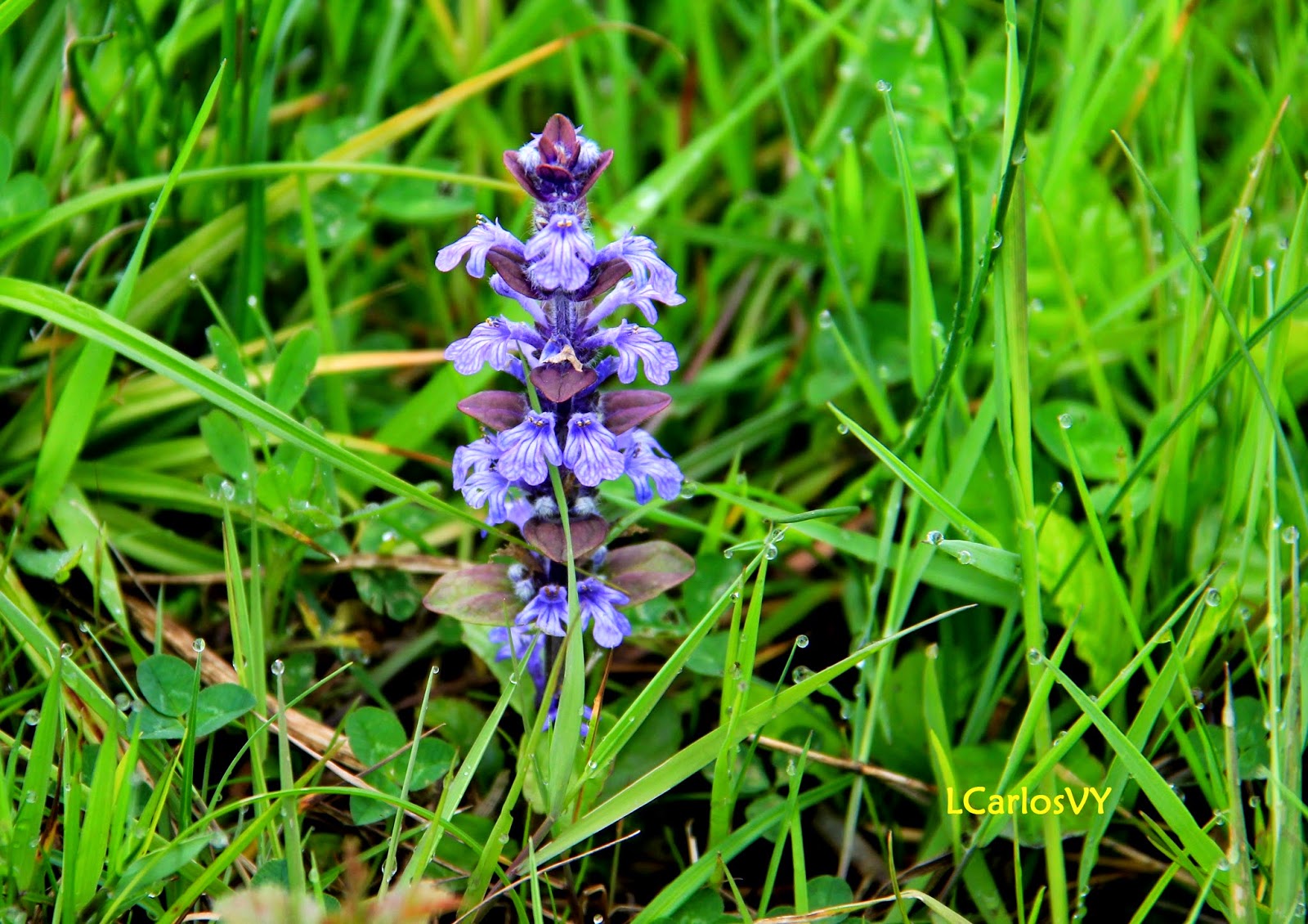 Plantas silvestres de Asturias: Búgula – Ajuga reptans