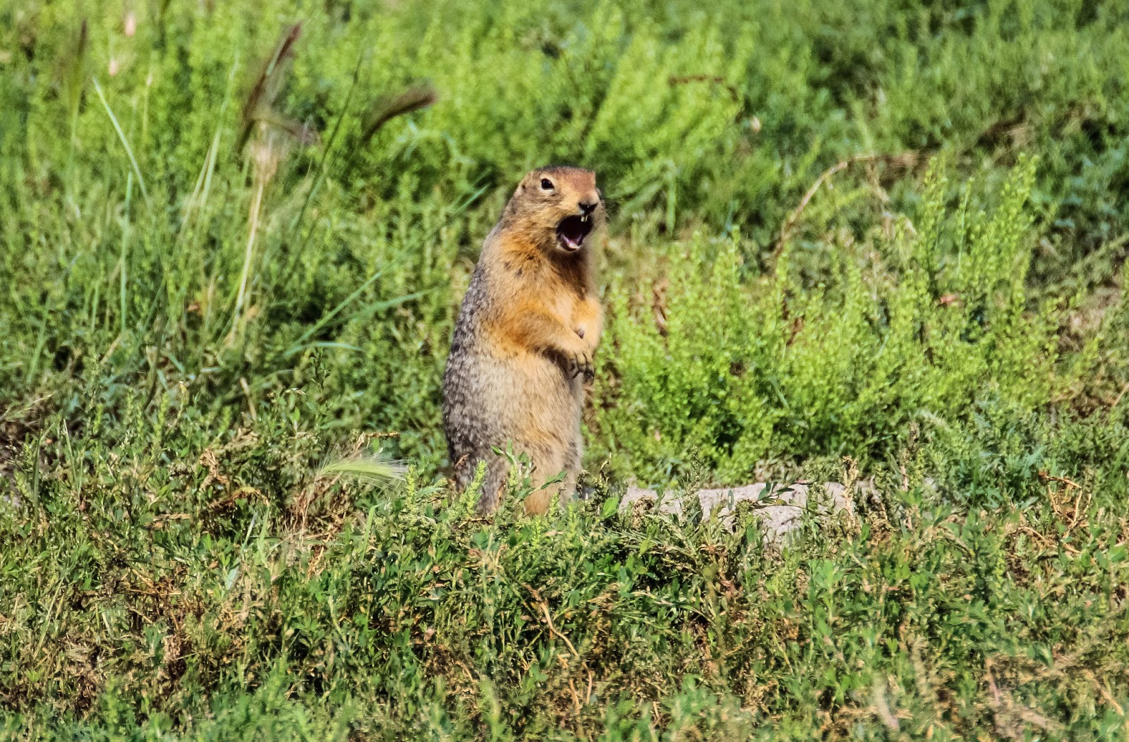 Cannundrums: Arctic Ground Squirrel