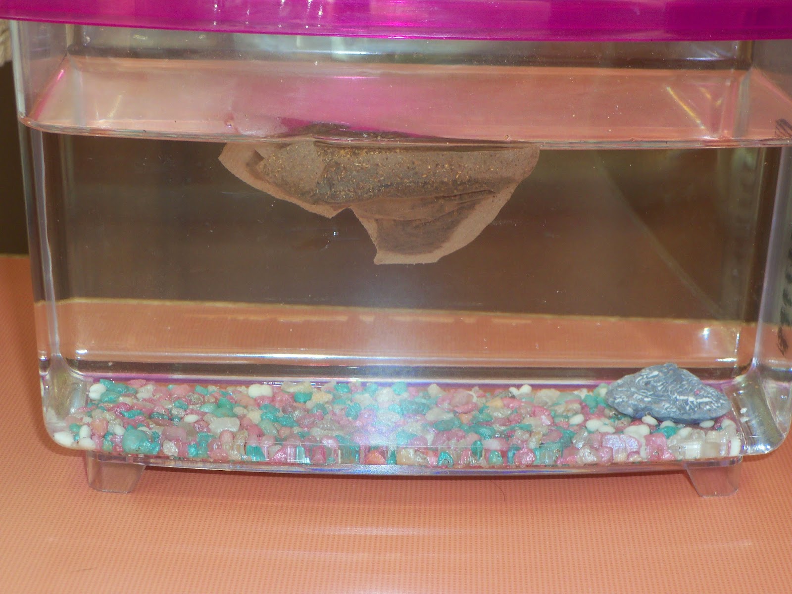 Homeschool Smarts: Triassic Triops DLX Kit Review