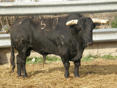 ESPAI TAURÍ: Toro de Hato Blanco para El Blanco
