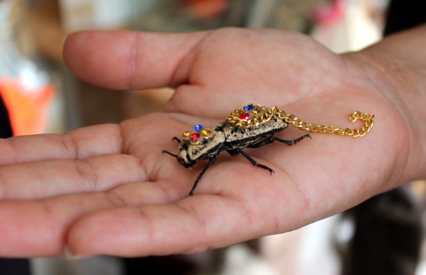 Wahyudi Blog !: Maquech Beetles - Perhiasan super mewah dari kumbang hidup