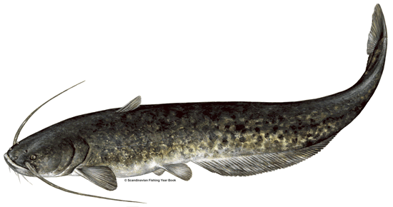 Tips, Trik dan Teknik Mancing ikan Lele dan Patin - CERITA MANCING ...