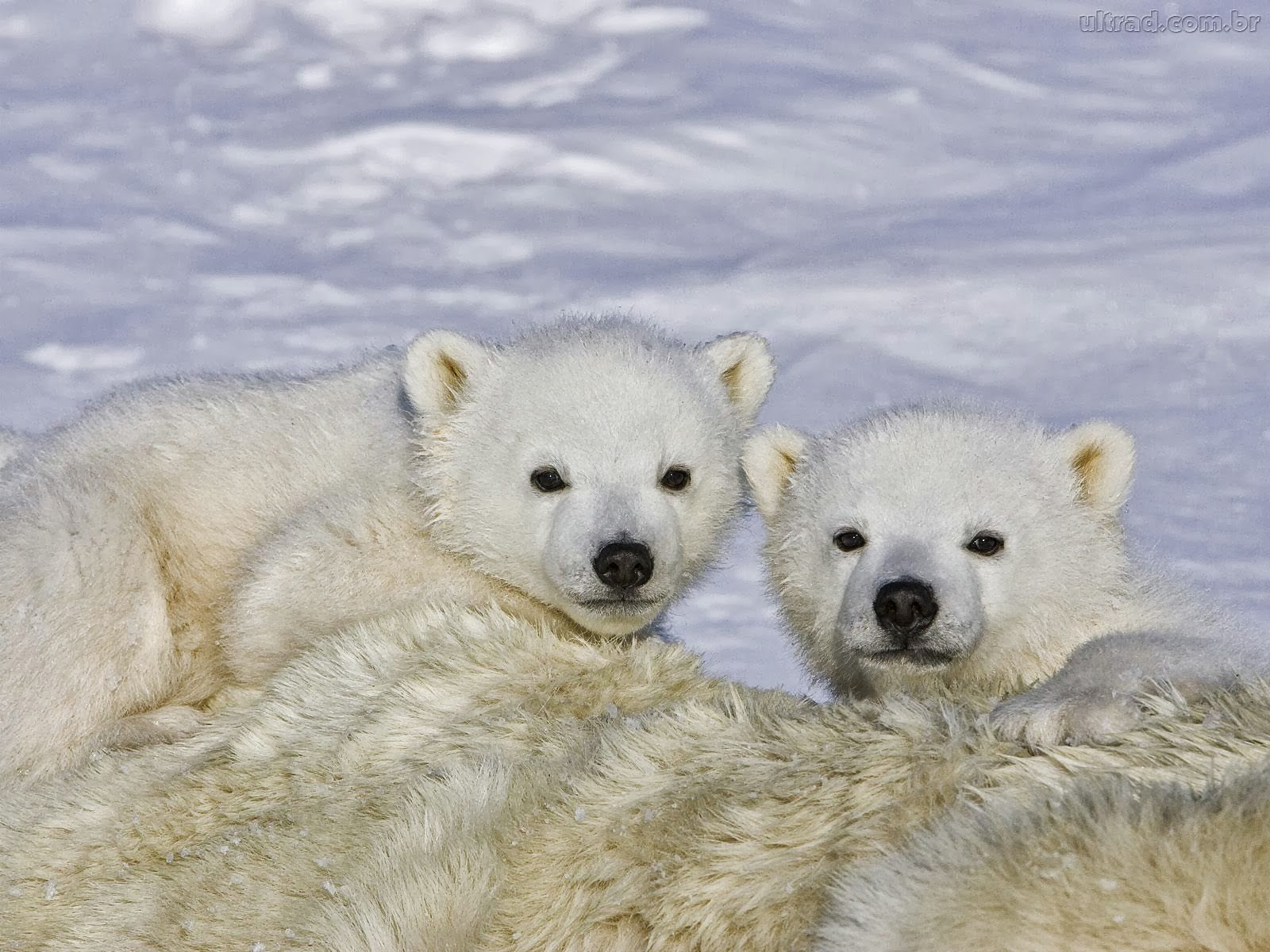 Imagens Do Urso Polar - BRAINCP