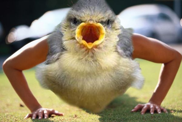 Funny Image Collection: Funny birds!