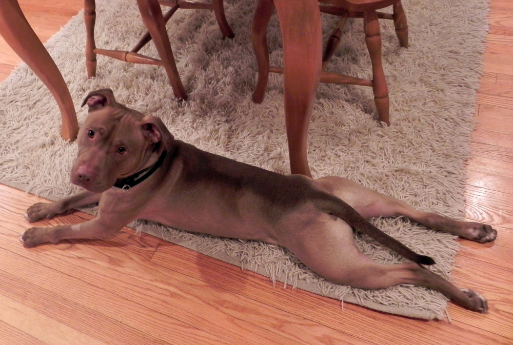 Pit Bull Frogs: Pit Bull Frog Photos