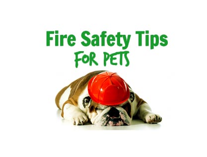 Home safety-Pet Safety - Safety