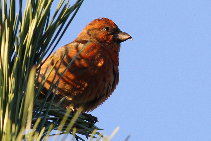 View from the Cape: Crossbills, cave swallows and more...