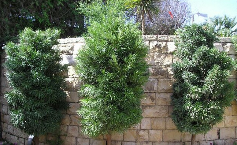 Tanaman / Pohon unik Lohansung