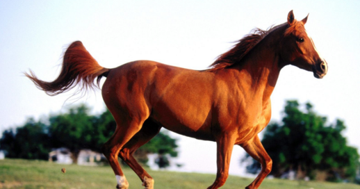 Laptop Computer Par Lal Ghode ka Wallpaper Lagayen or Safalta Payen ...