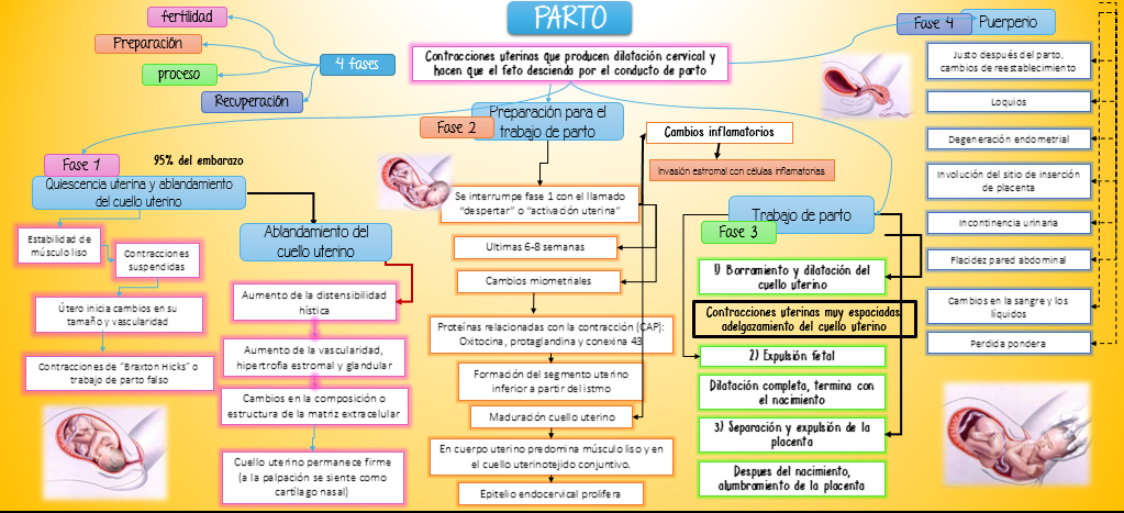 itzayani-fisiologiabasica: junio 2015