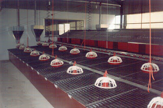 AVES PONEDORAS: INSTALACIONES