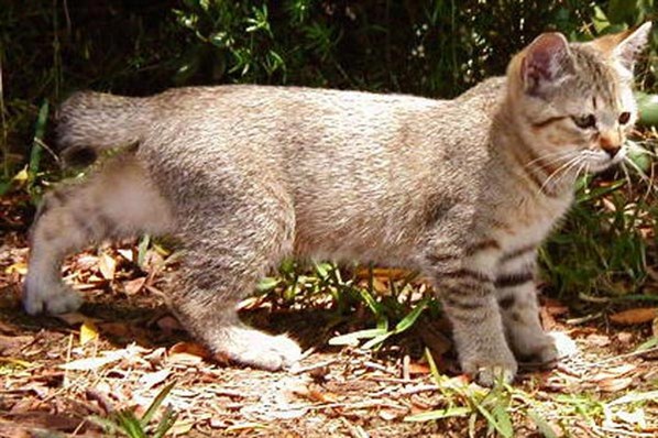 O BLOG DE ATAANDSON: CONFIRA ALGUNS FELINOS INCOMUNS