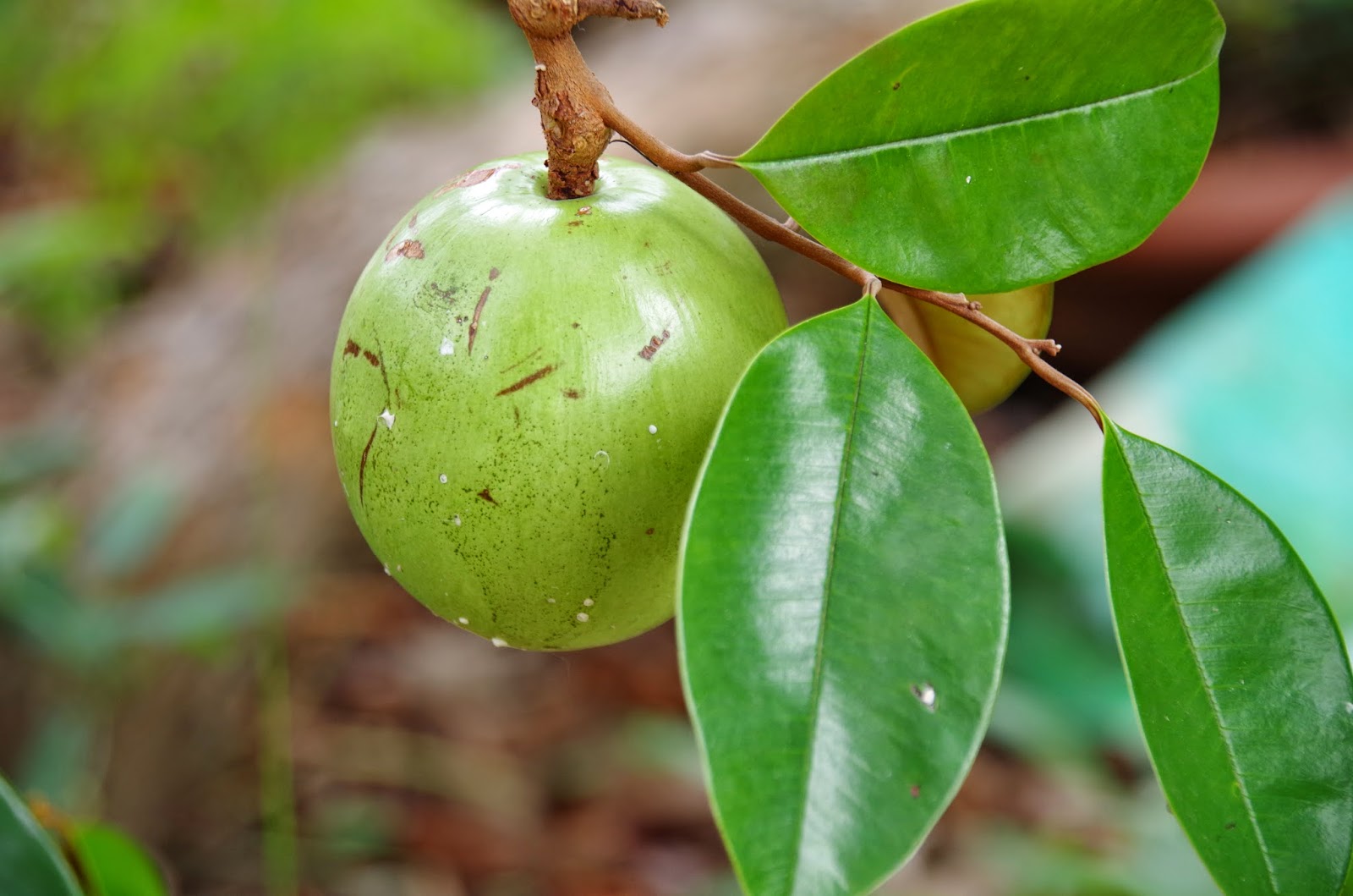 Trees and Plants: Star Apple or Caimito (Chrysophyllum cainito)