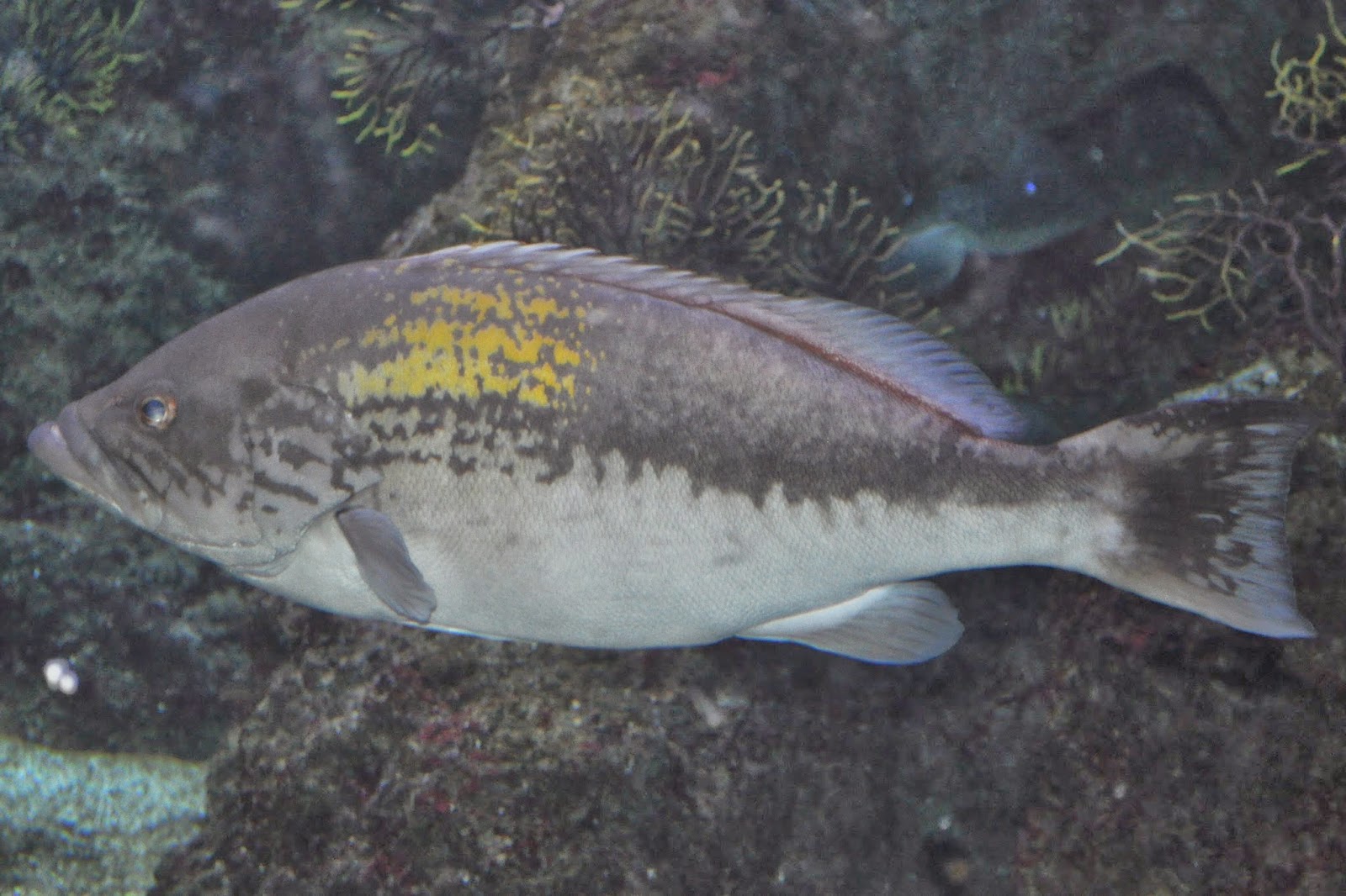 ZOOTOGRAFIANDO (6.100 ANIMALS): FALSO ABADEJO / GOLDEN GROUPER ...