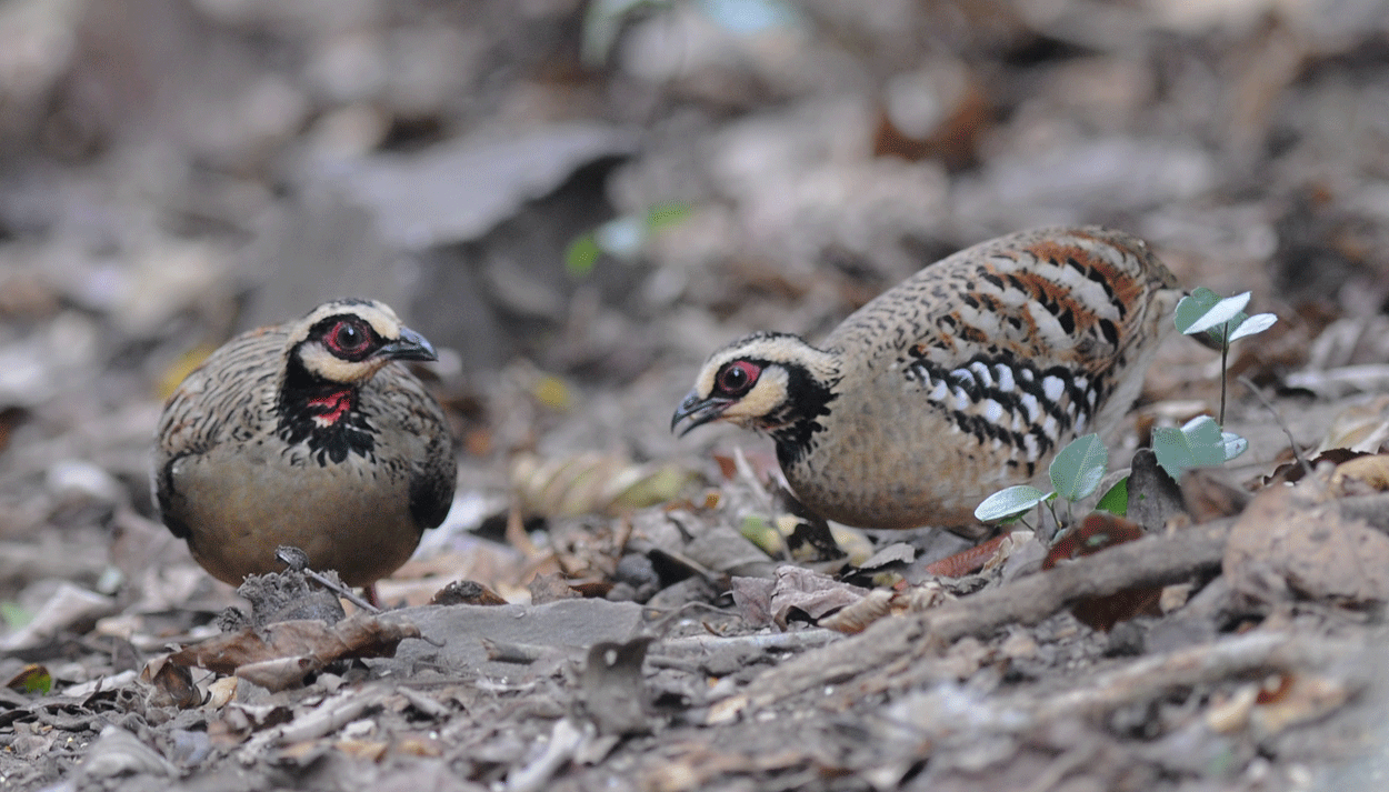 ZOOTHERA BIRDING BLOG: Kaeng Krachen Hides - for small groups only!!!