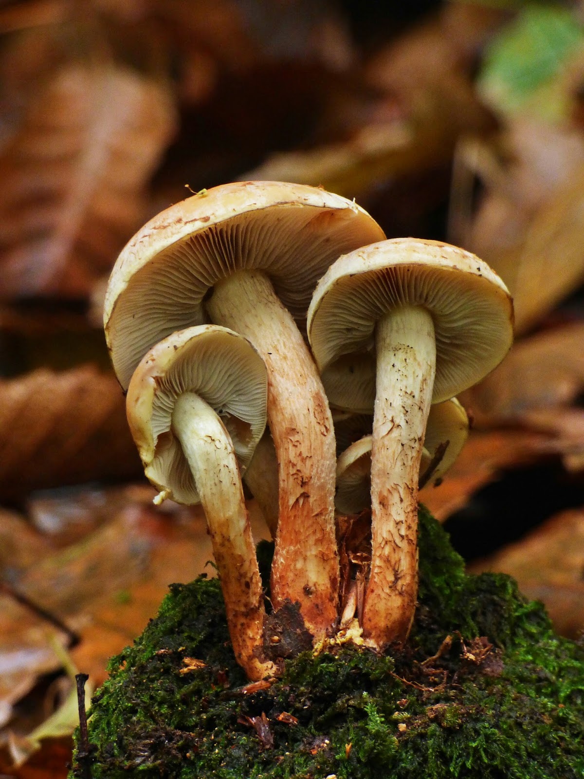 Setas y Hongos de Tineo : HYPHOLOMA LATERITIUM (Schaeff.) P. Kumm