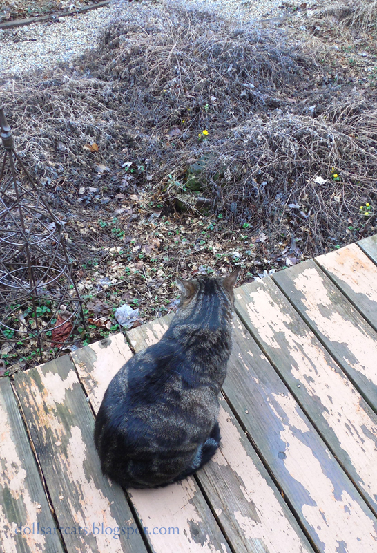 The Immortal Cats of Jake Perry