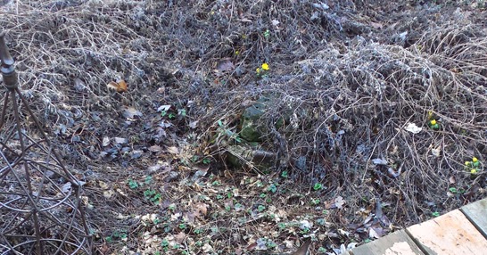 The Immortal Cats of Jake Perry