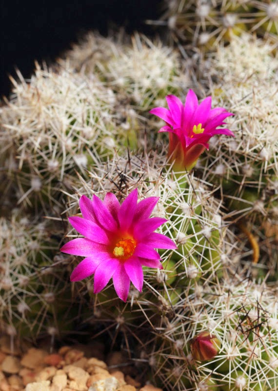 Cactus world beauty: Mammillaria sphacelata ssp viperina