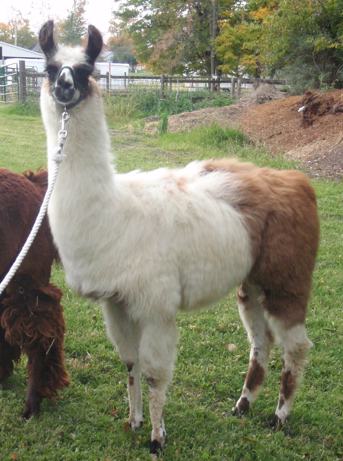 Autumn Hill Llamas & Fiber: Humming Hoosier Classic!