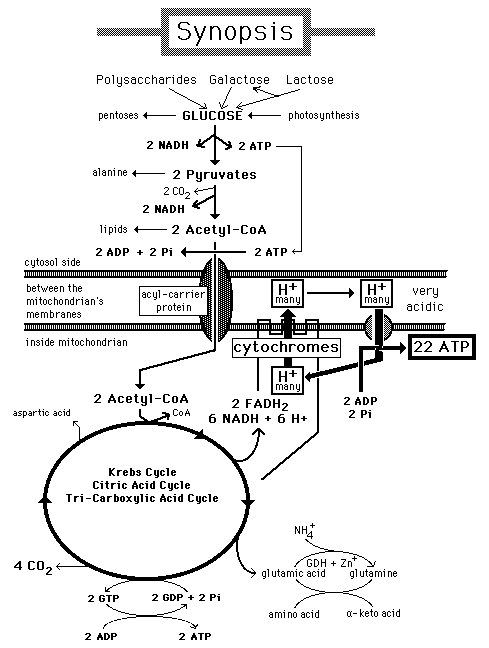 'Rancah Educating": METABOLISME PROTEIN