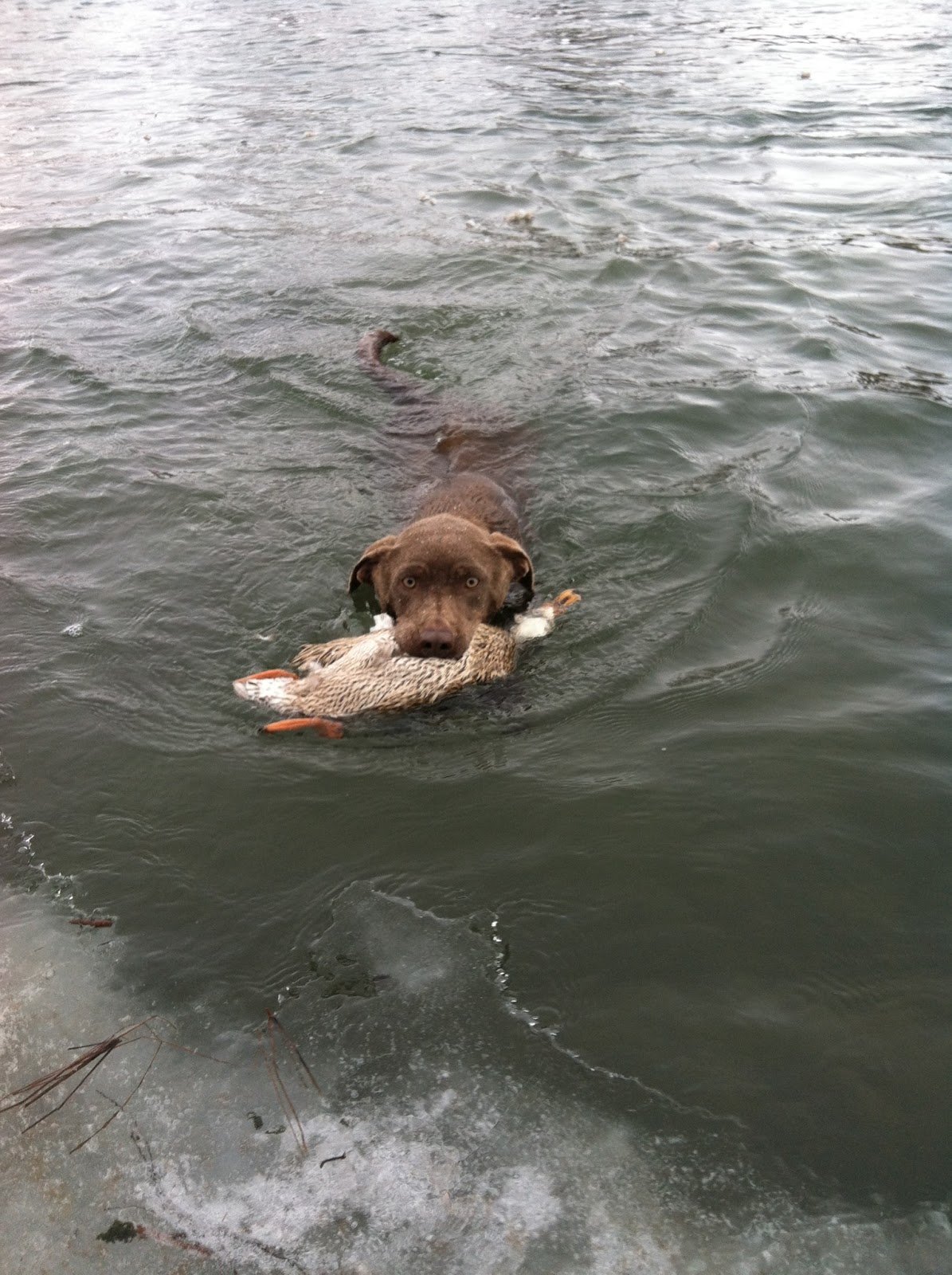 Skyline Silver Labs: Hunting Pictures